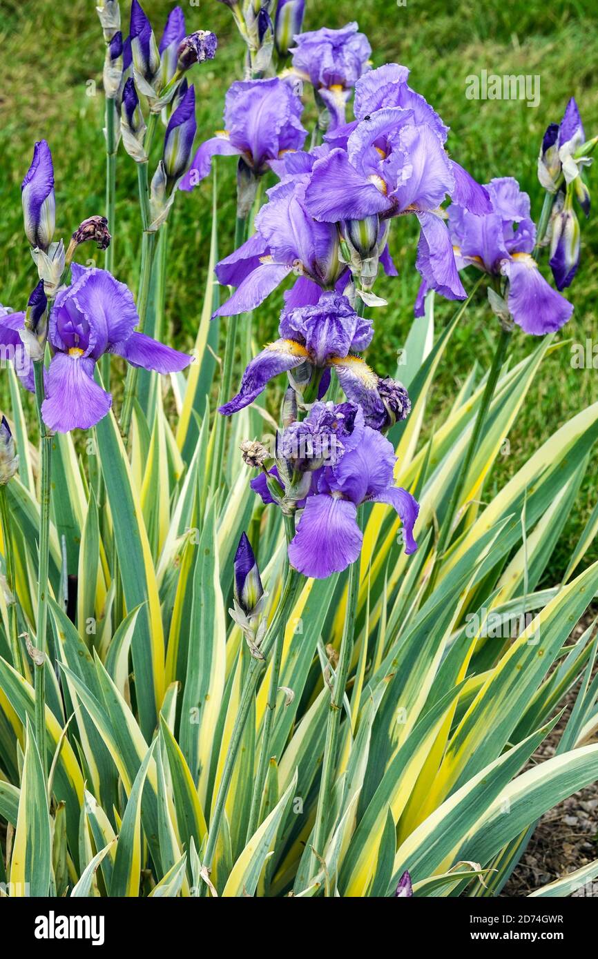Blue variegated bearded iris hi-res stock photography and images - Alamy