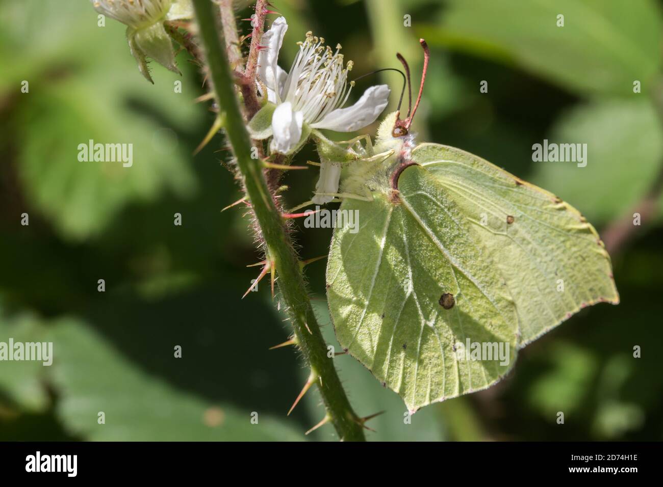 A common brimstone is sitting on a flower Stock Photo - Alamy
