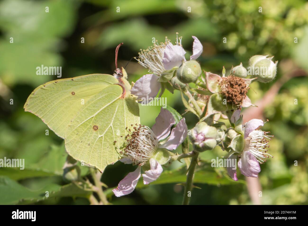 A common brimstone is sitting on a flower Stock Photo - Alamy