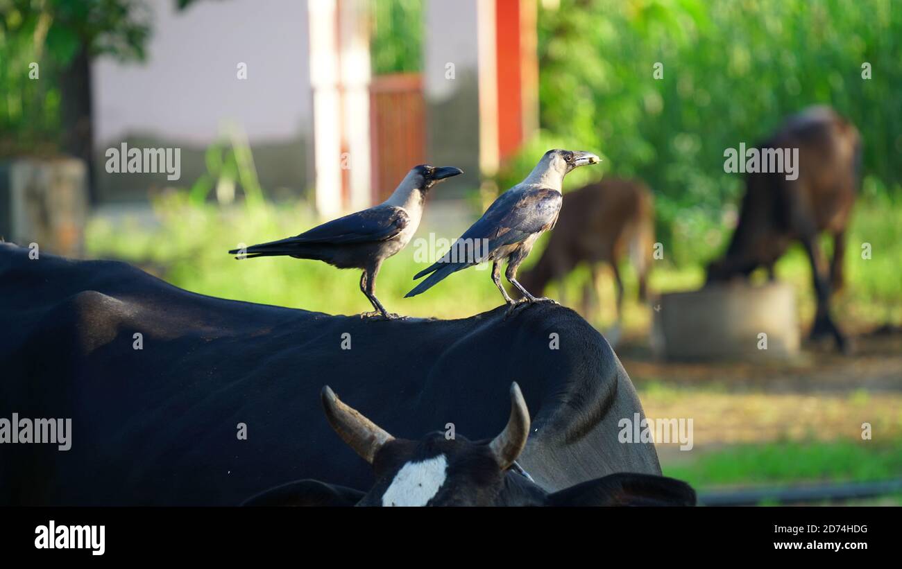 Black and grey crow hi-res stock photography and images - Alamy
