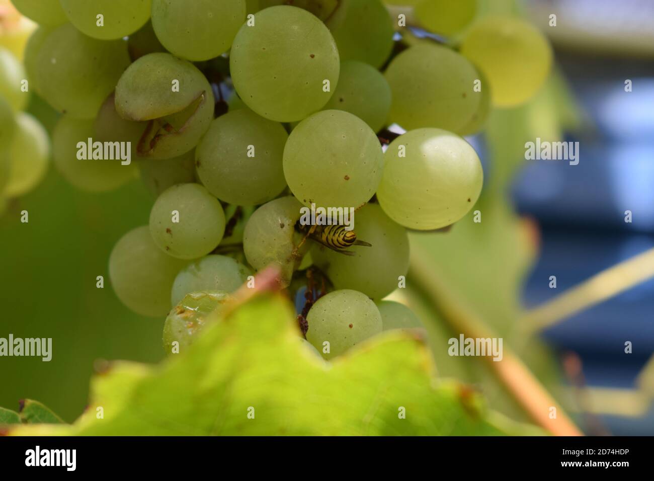 wasp on ripe grapes Stock Photo - Alamy