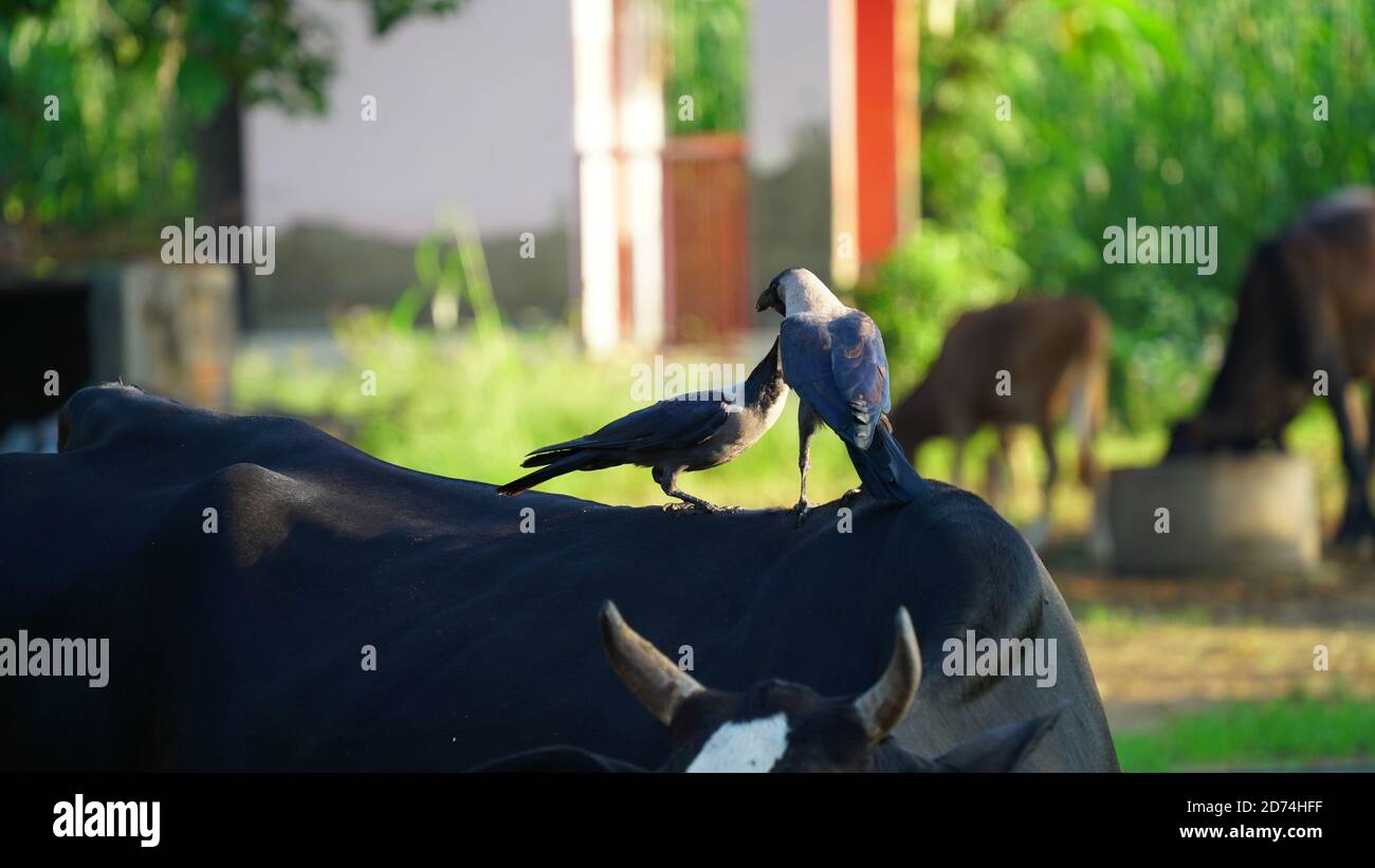 Two crows standing on a black cow. Close up pair black and grey birds ...