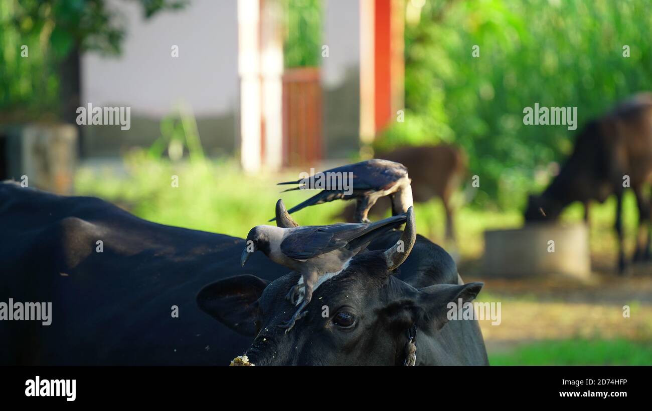 Grey crow couple hi-res stock photography and images - Alamy