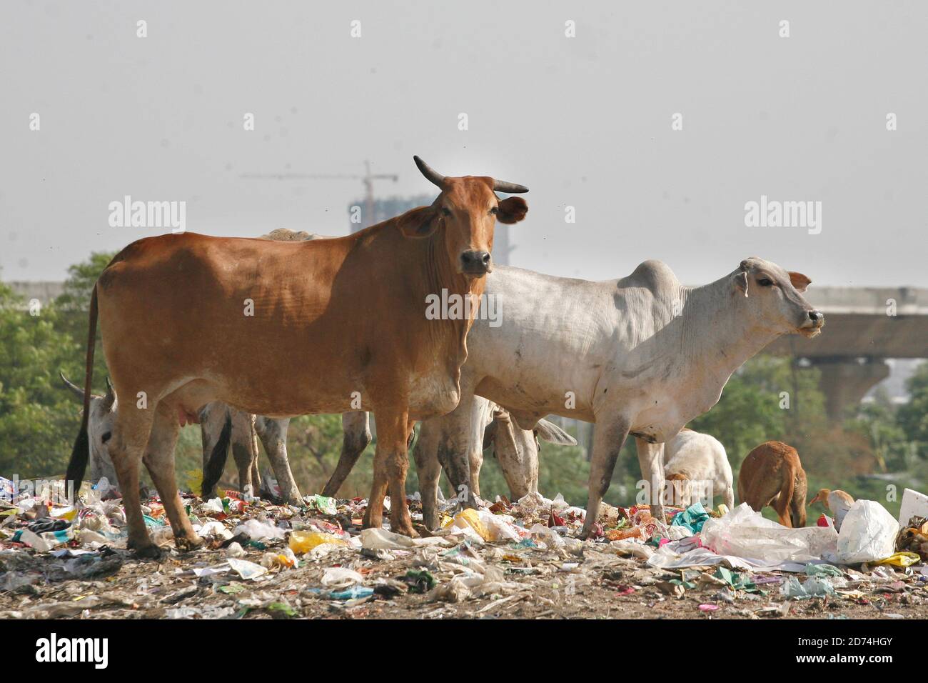 Stray cows stand at a garbage dump yard in Delhi, NCR (National capital ...