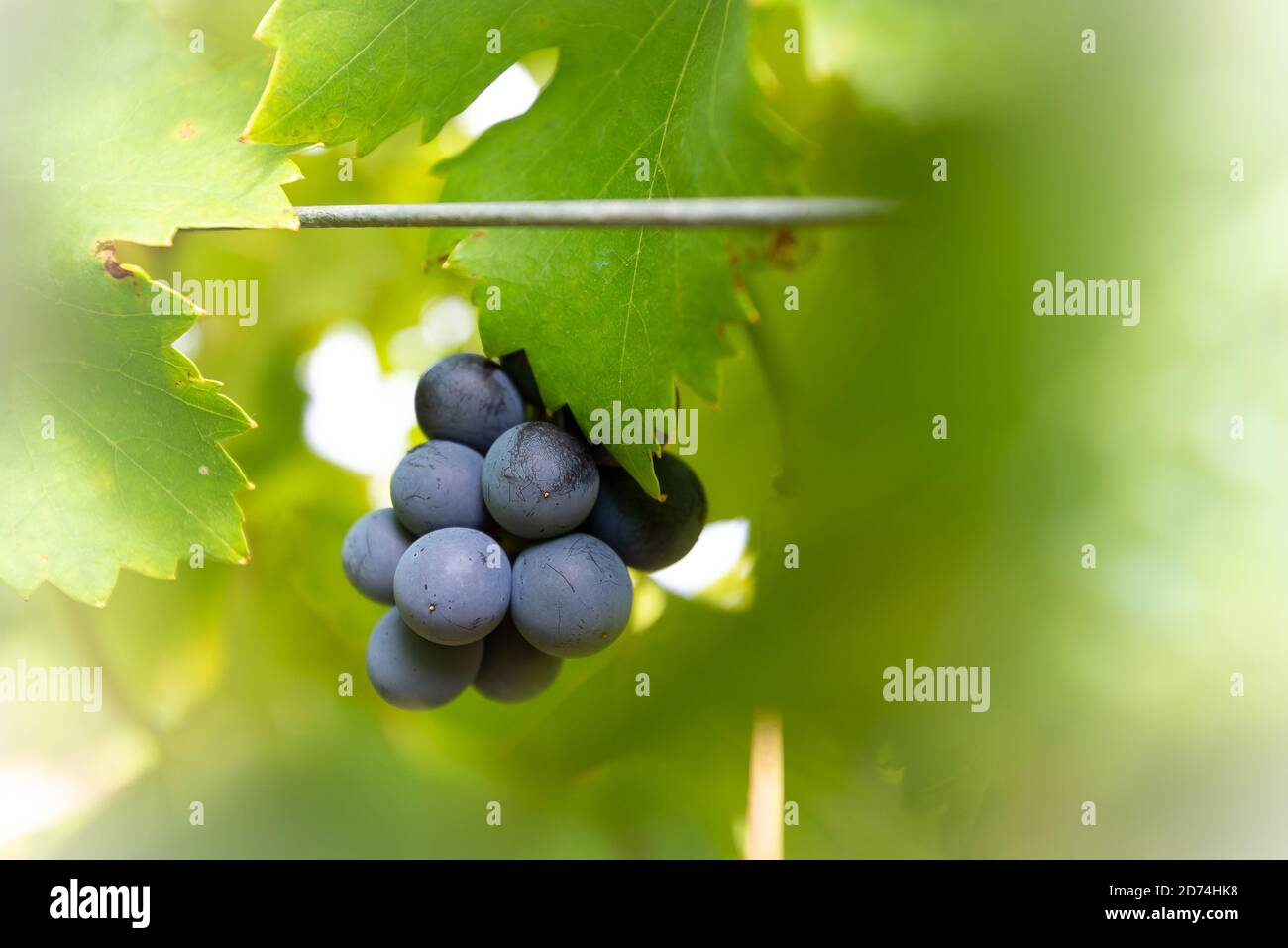 Red grapes in a vineyard, La Rioja Alta, Spain Stock Photo - Alamy