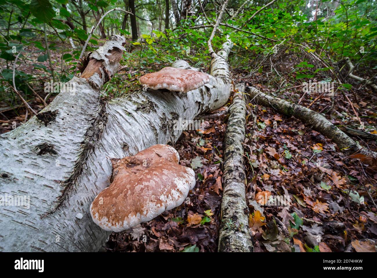 Birch bracket fungi uk hi-res stock photography and images - Alamy