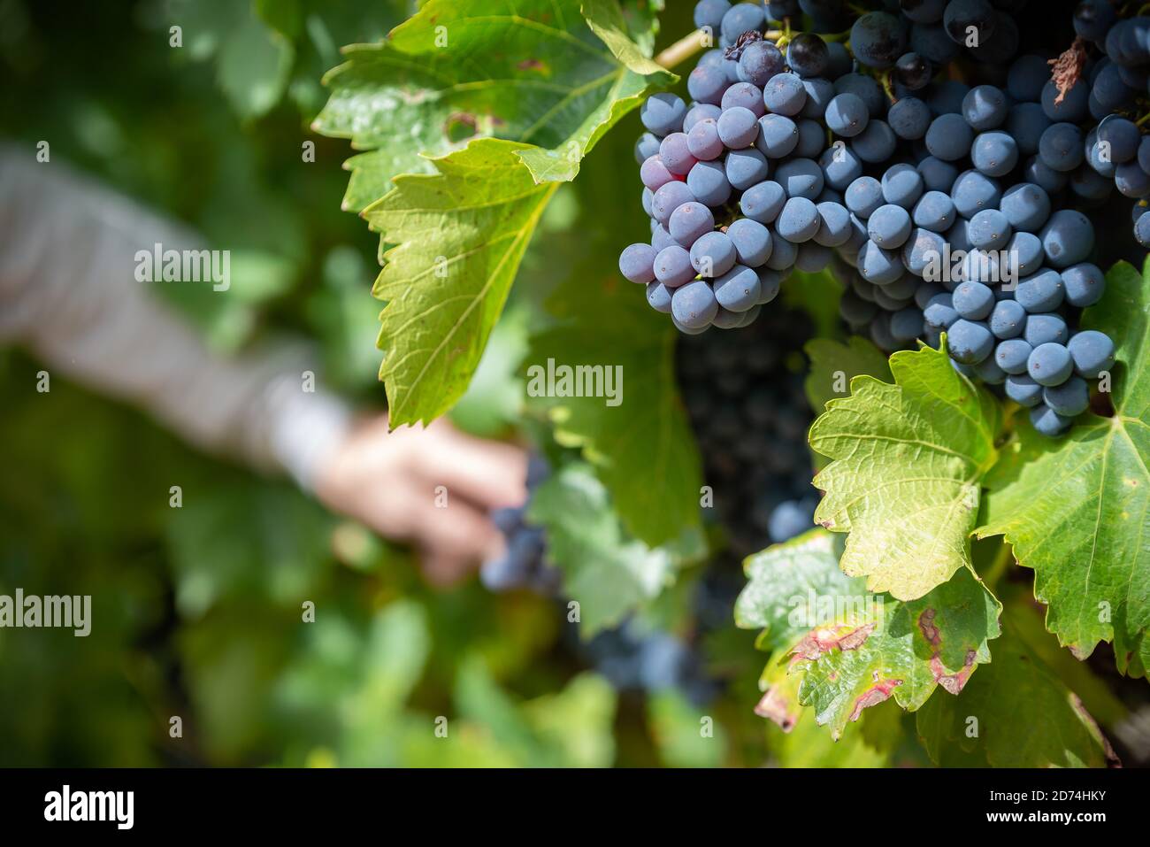 Red grapes in a vineyard, La Rioja Alta, Spain Stock Photo - Alamy