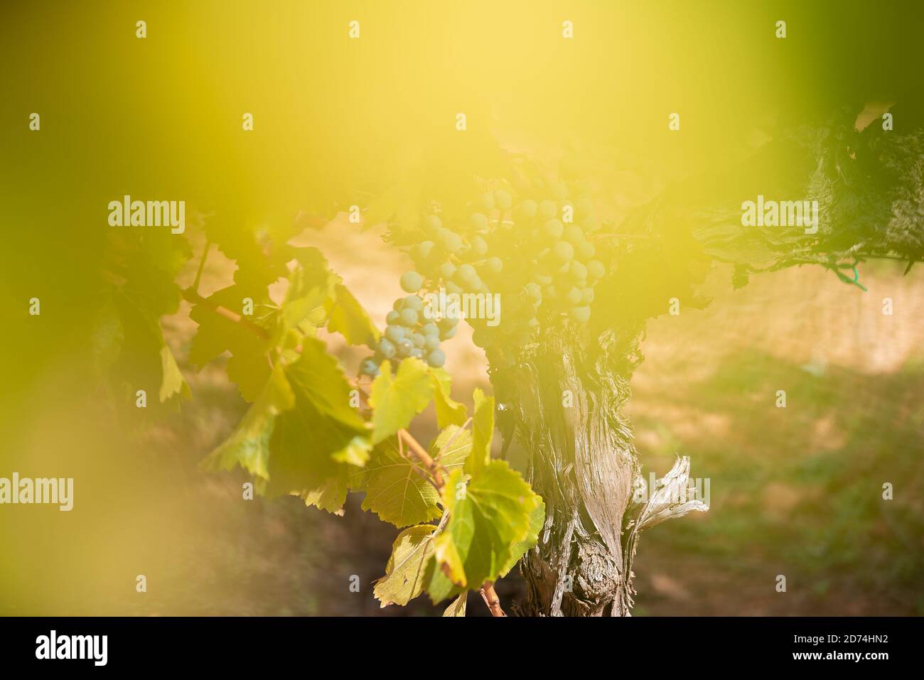 Red grapes spain hi-res stock photography and images - Alamy