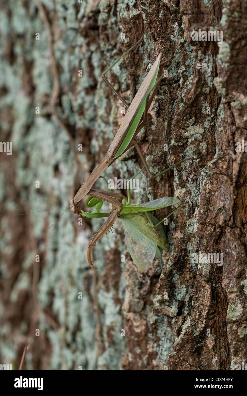 Mantis (Tenodera sinensis) eating Harabiro Mantis (Hierodula ...
