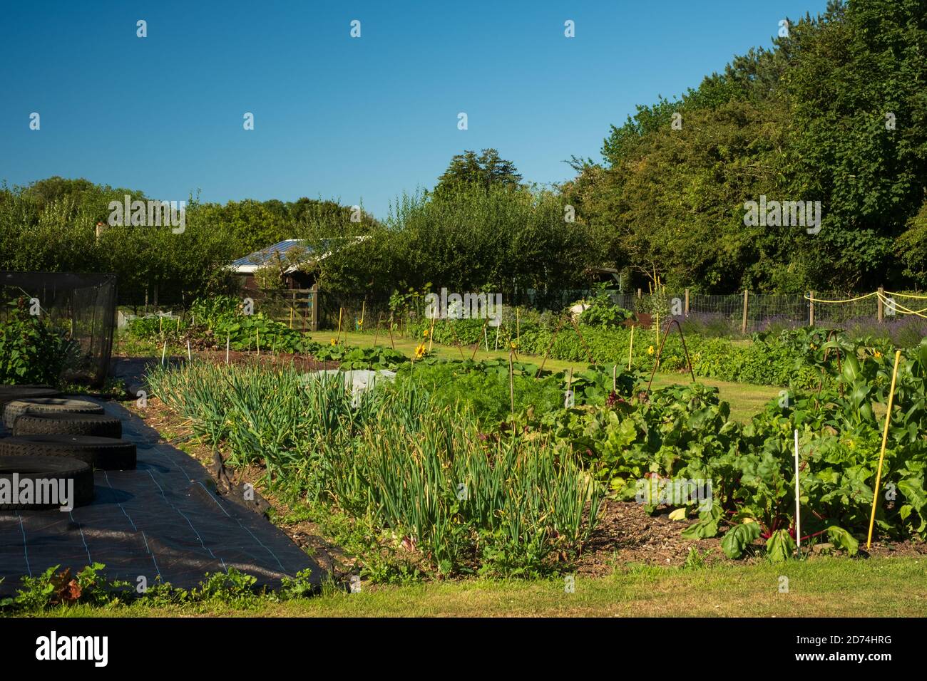 Summer in the allotment (4 Stock Photo - Alamy