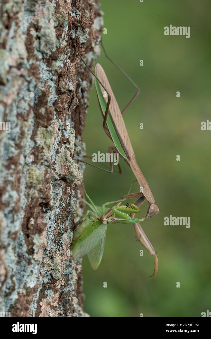 Mantis (Tenodera sinensis) eating Harabiro Mantis (Hierodula ...