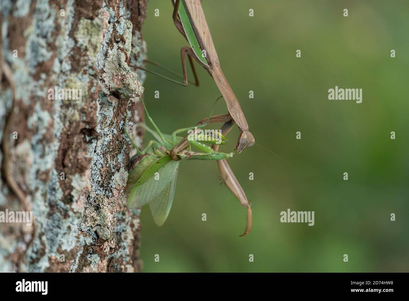 Mantis (Tenodera sinensis) eating Harabiro Mantis (Hierodula ...