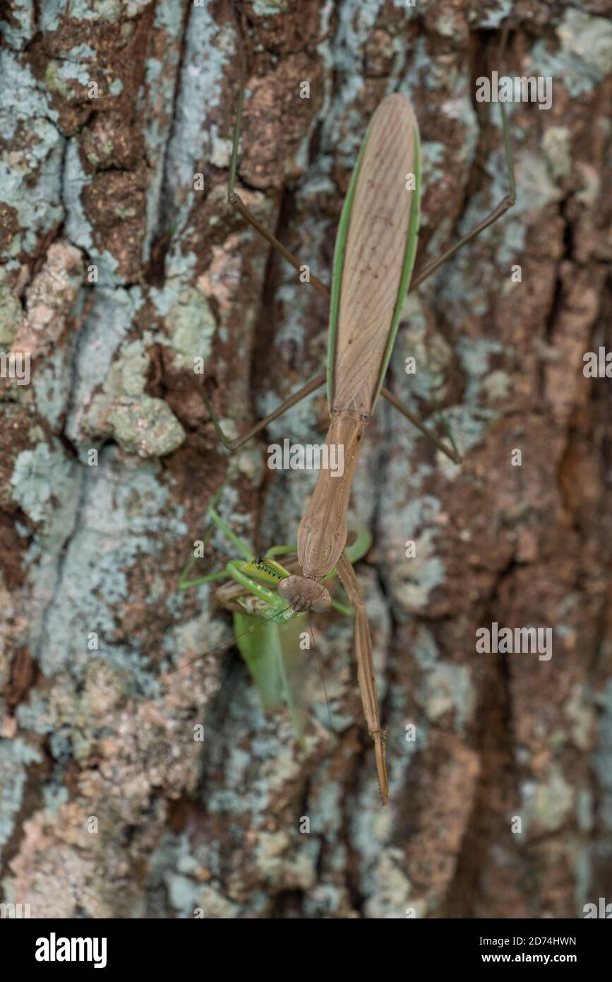 Mantis (Tenodera sinensis) eating Harabiro Mantis (Hierodula ...