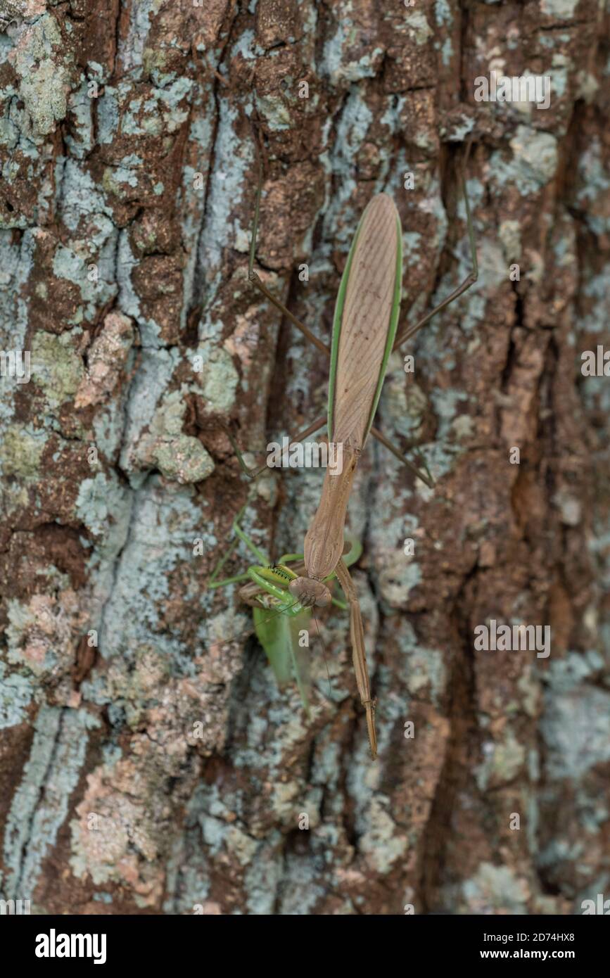Mantis (Tenodera sinensis) eating Harabiro Mantis (Hierodula ...
