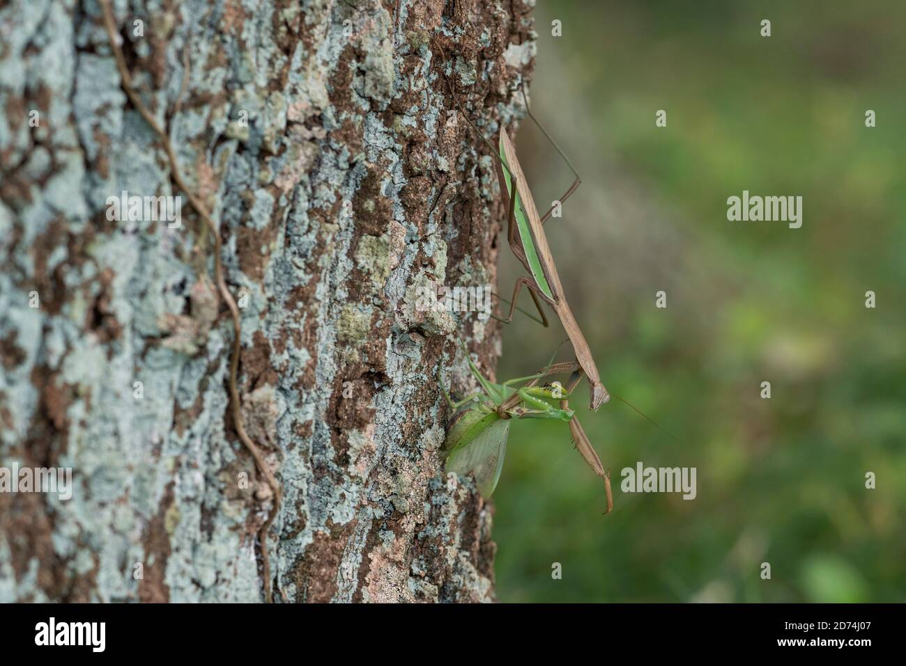 Mantis (Tenodera sinensis) eating Harabiro Mantis (Hierodula ...