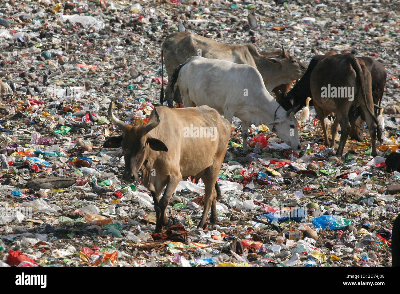 Stray cows stand at a garbage dump yard in Delhi, NCR (National capital ...