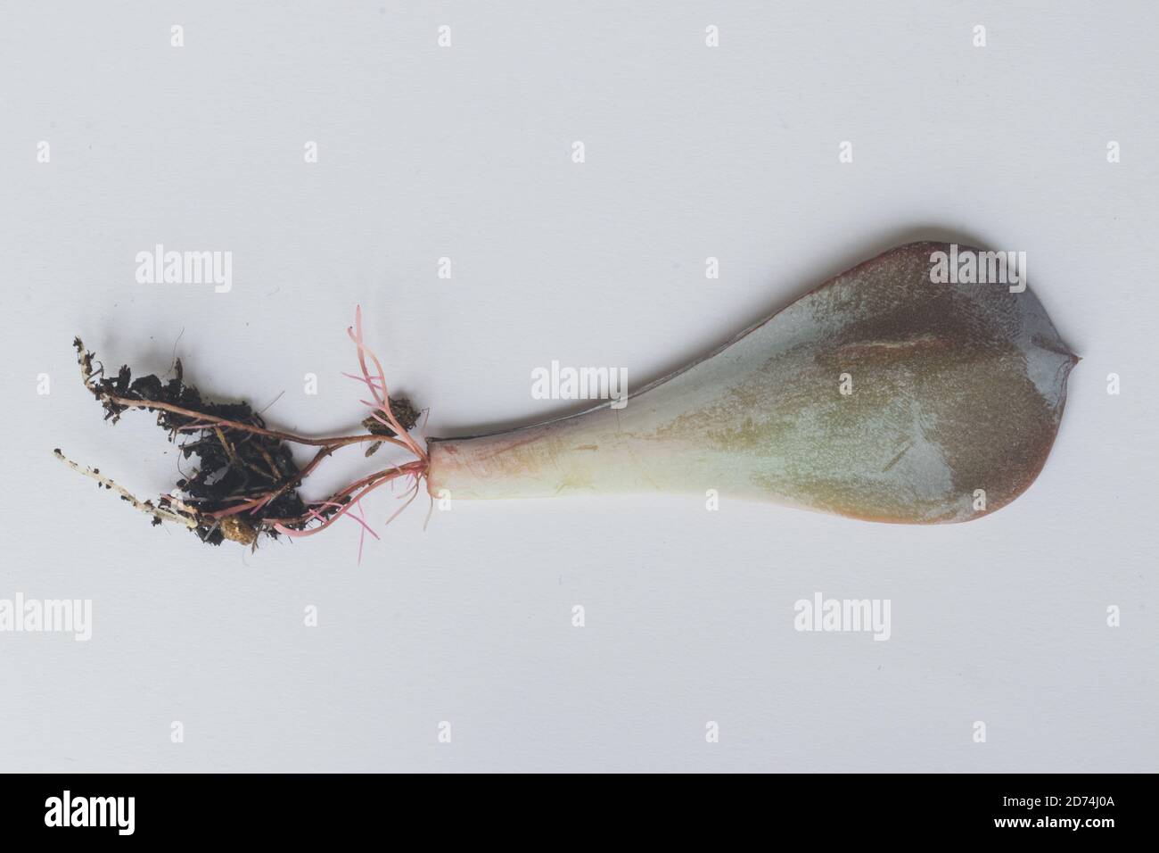 Indoor plant cutting hi-res stock photography and images - Alamy