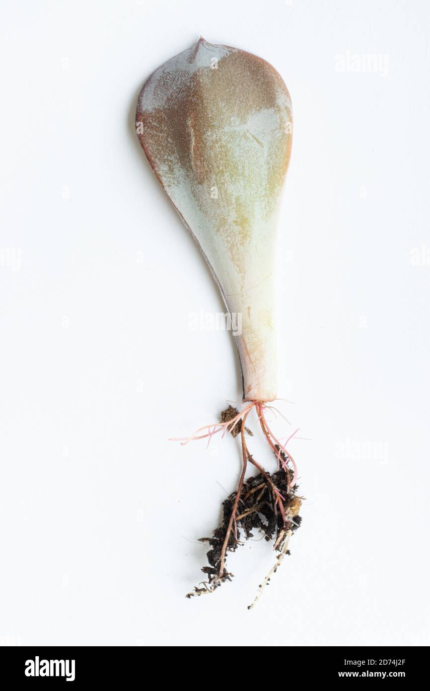 Small roots from the base of the succulent plant leaf. Mini succulent ...