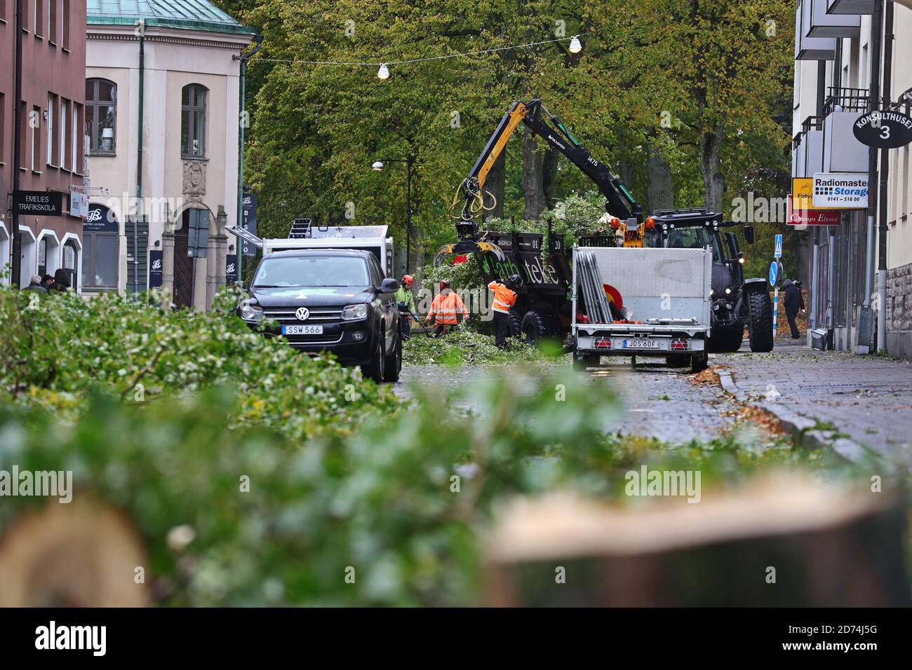 Motala, Sweden 20201020 Felling of poplar trees in a city. Populus is a ...