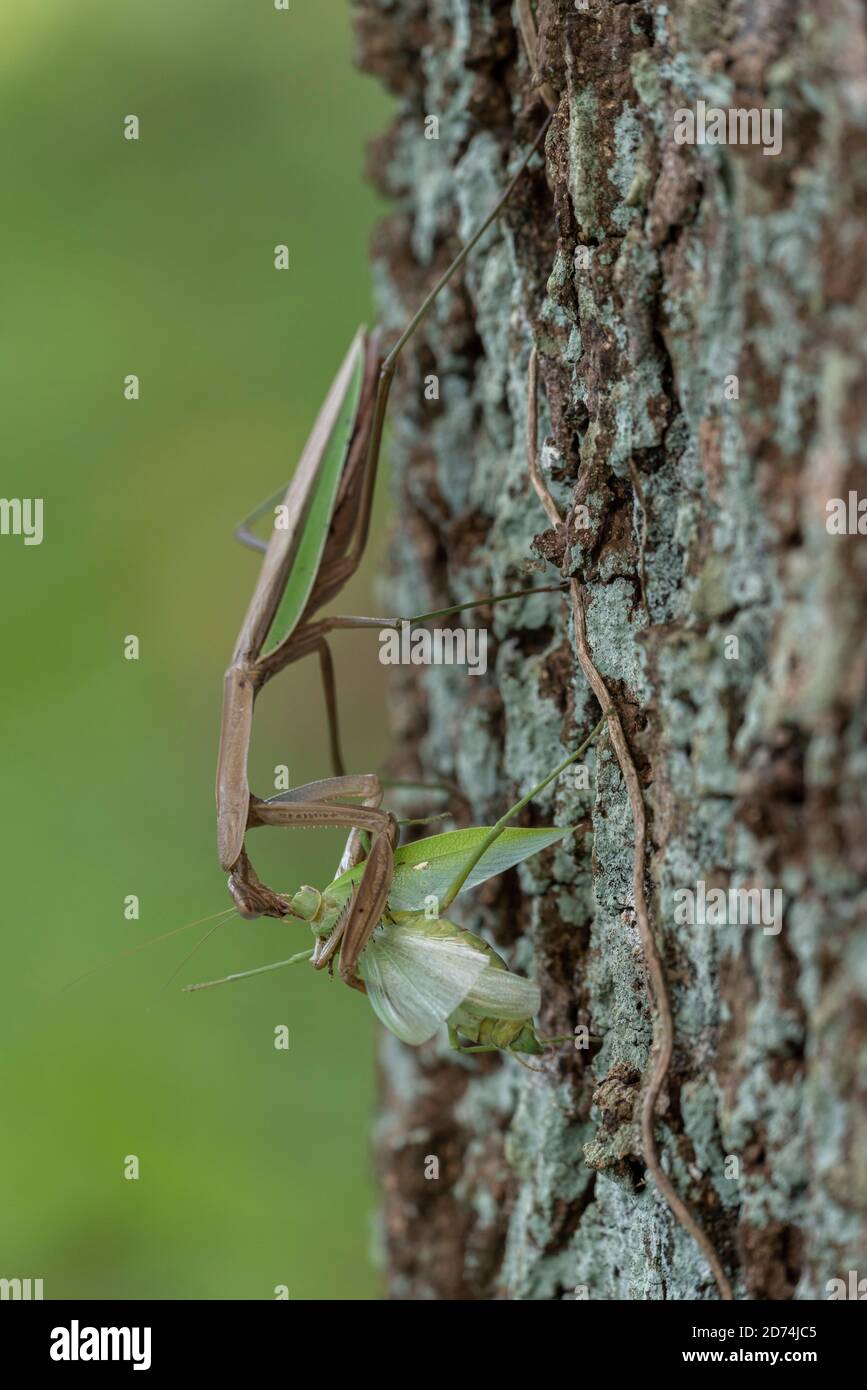 Mantis (Tenodera sinensis) eating Harabiro Mantis (Hierodula ...