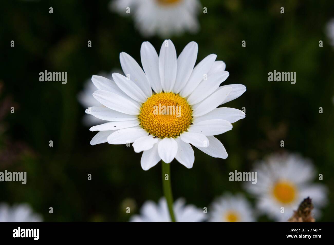 A centered shot of a daisy in Canada summertime Stock Photo - Alamy