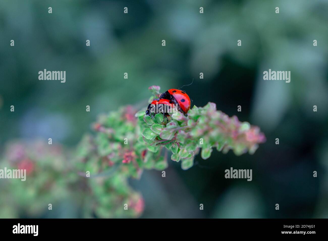 Macro of two ladybugs mating on a plant in Canada Stock Photo - Alamy