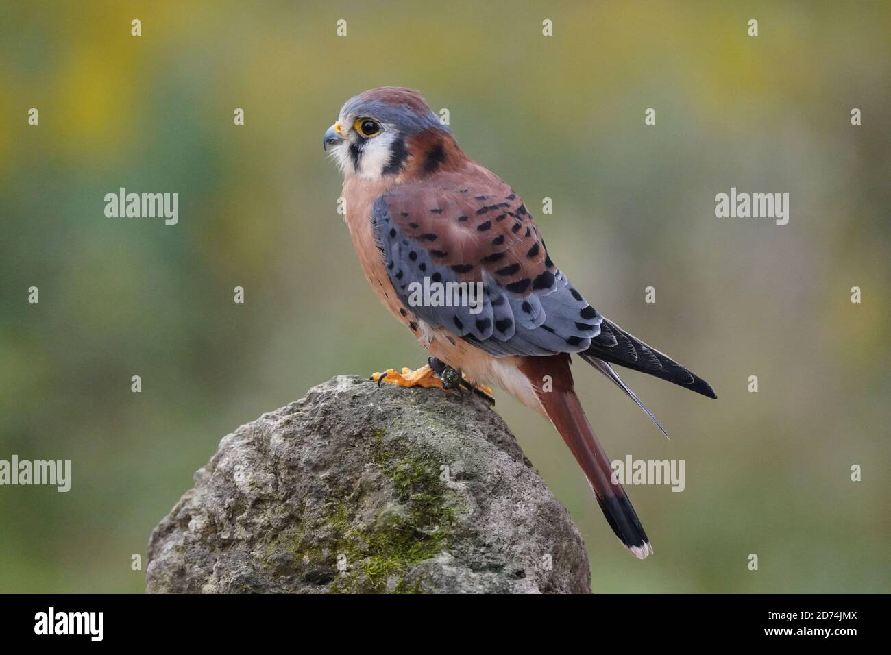 Male Kestrel perched and flapping Stock Photo - Alamy