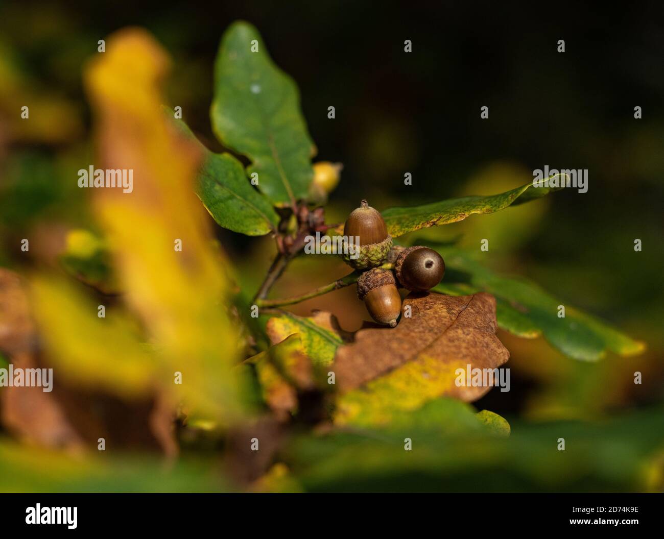 Scottish oak tree hi-res stock photography and images - Alamy