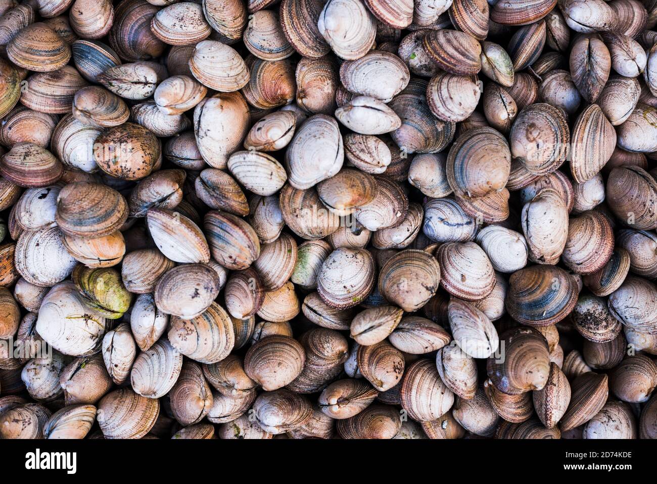 Clams at Angelmo fish market, Puerto Montt, Chile Stock Photo - Alamy