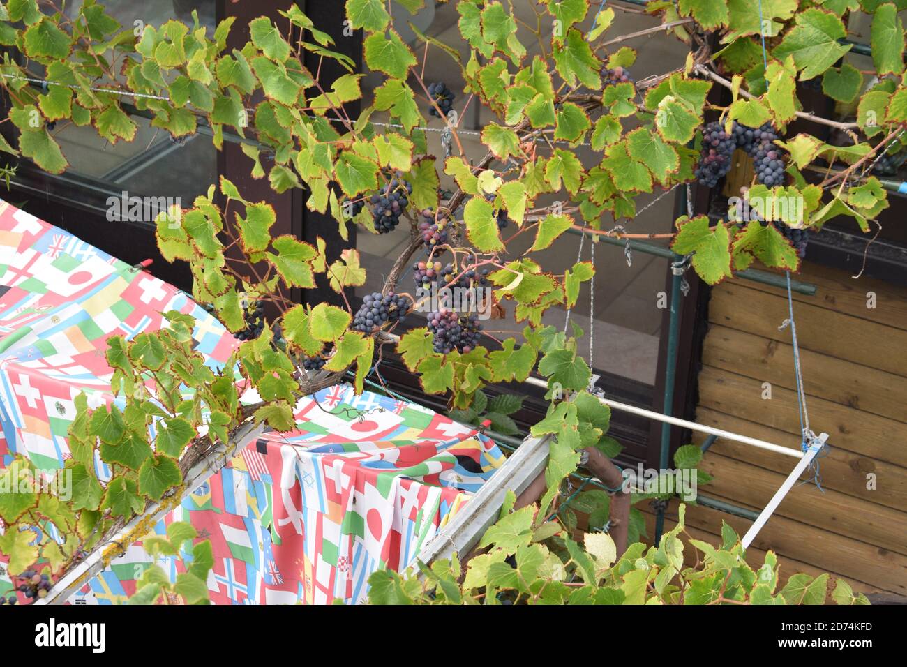 vine roof on the garden Stock Photo - Alamy