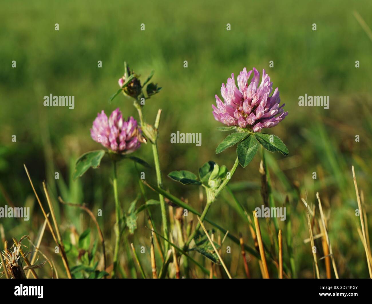 Garden red clover lawn hi-res stock photography and images - Alamy