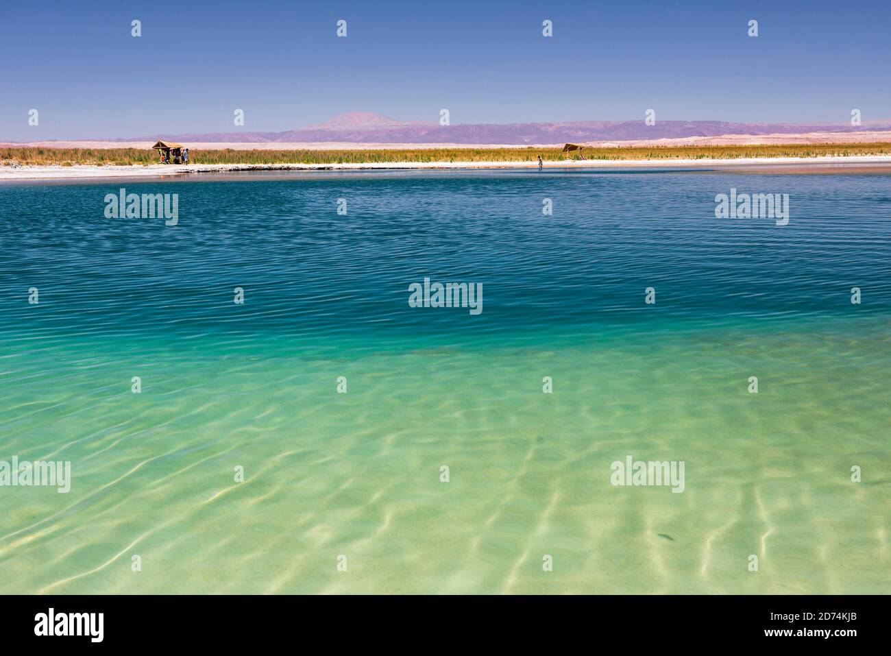 Laguna Cejar (aka floating salt lake lagoon), Atacama Desert, North ...