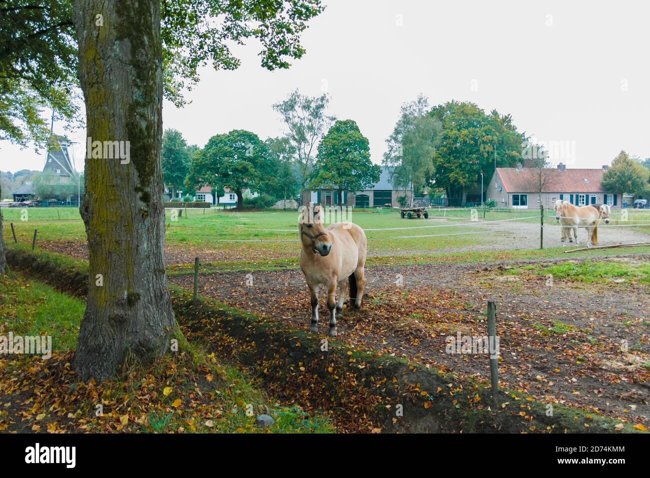 Rural Dutch landscape with green pasture, horses and farms in Brabant ...