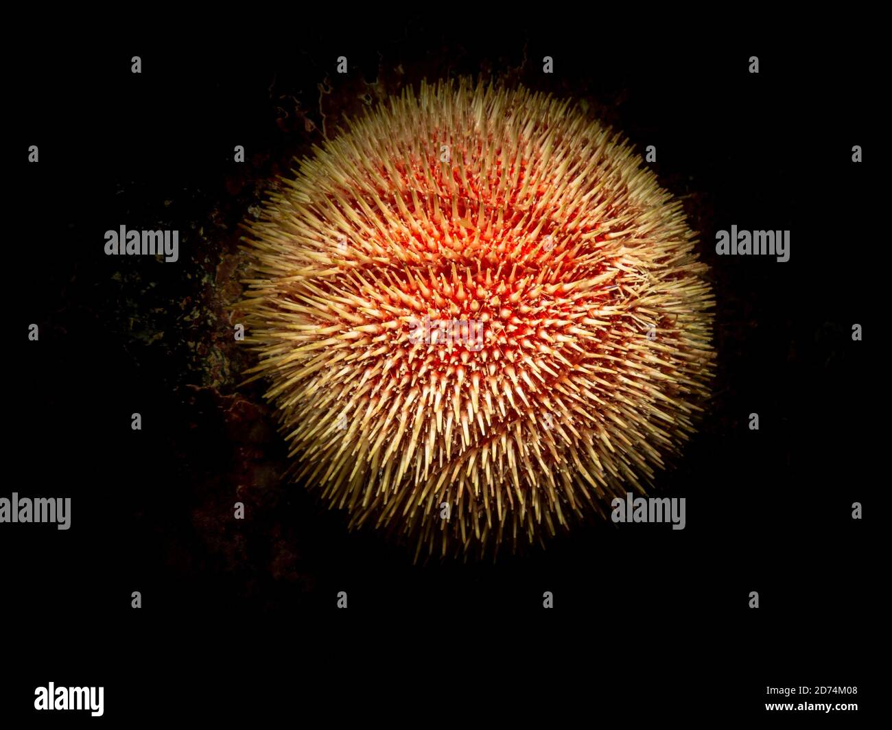 A closeup picture of an European edible sea urchin or common sea urchin ...