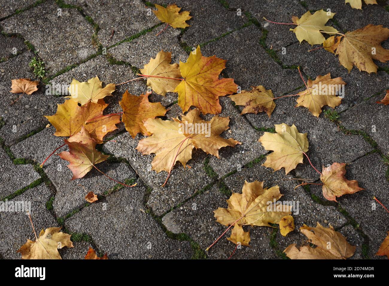 Maple tree on sidewalk hi-res stock photography and images - Alamy