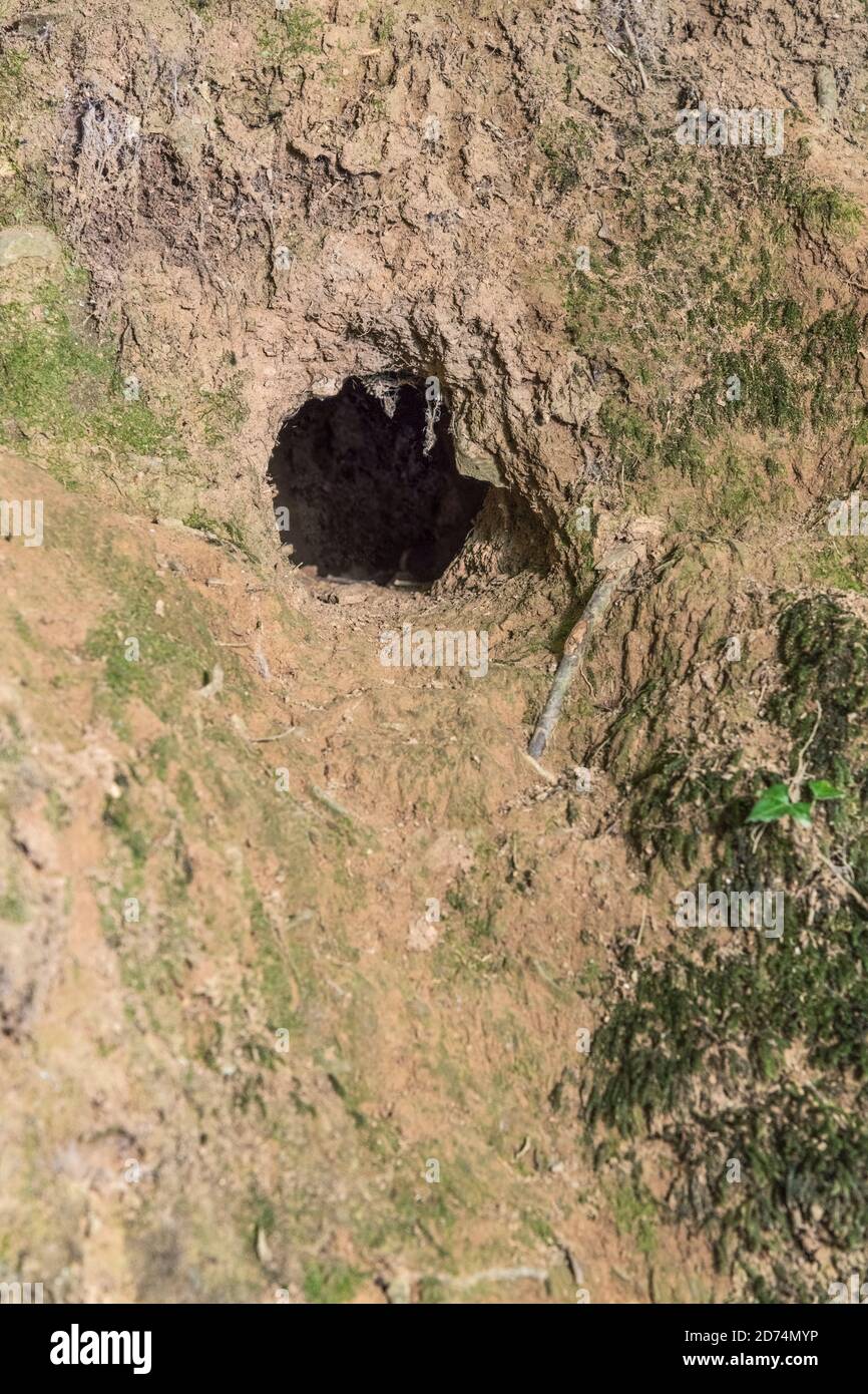 Rabbit hole in Cornish hedgerow. Metaphor Down the Rabbit Hole ...