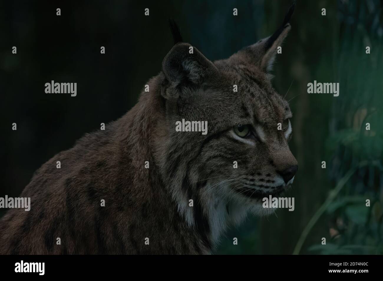 luchs, katze, tier, rotluchs, wild, wild lebende tiere, säugetier ...