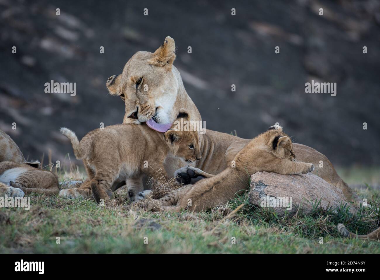 Lion bathing cub hi-res stock photography and images - Alamy