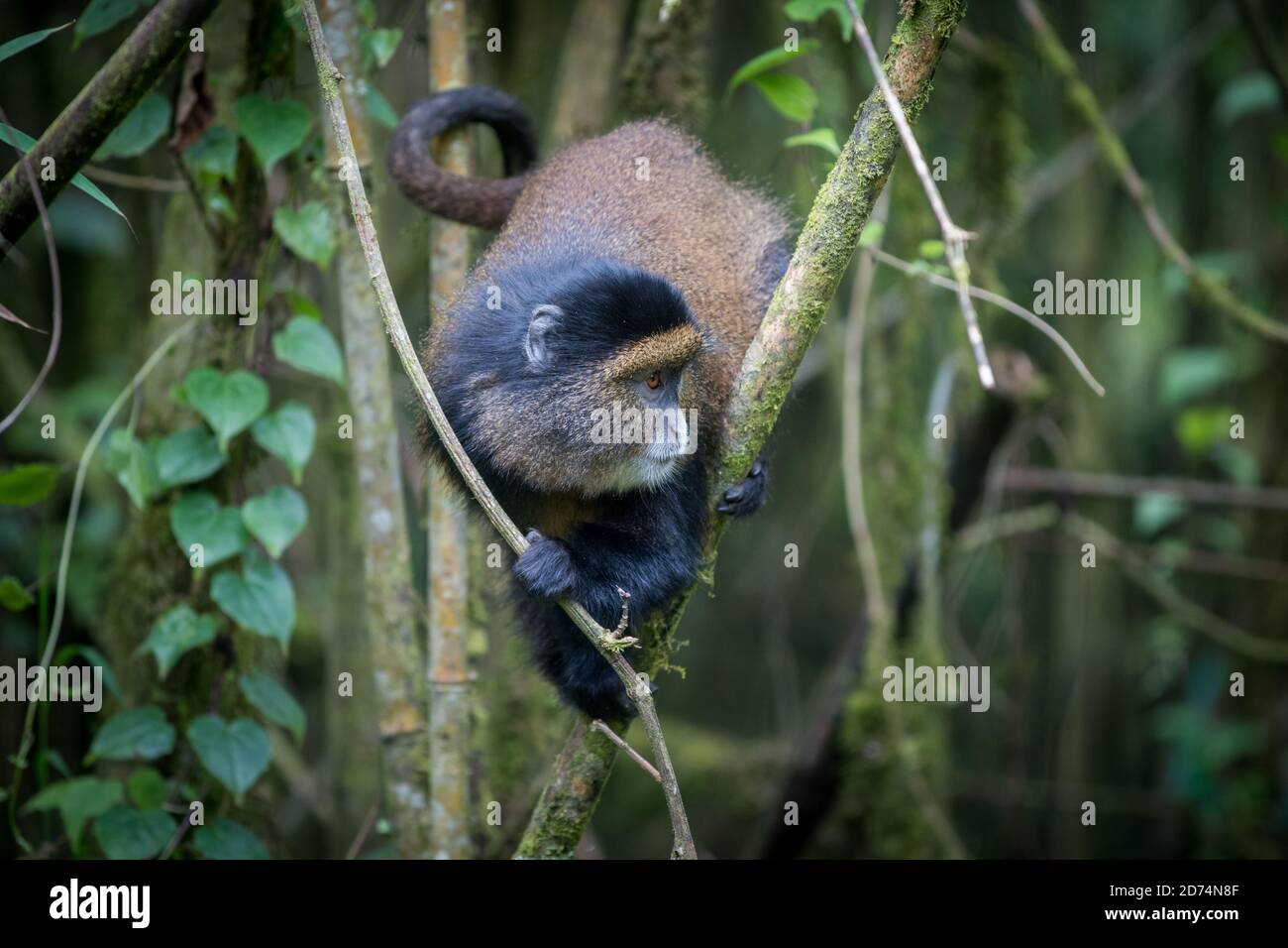 A golden monkey in in the wilderness of Volcanoes National Park in ...