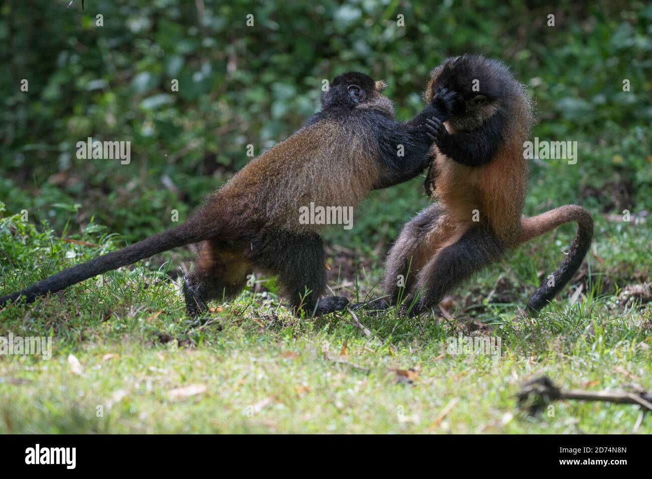 Two golden monkeys playing in Volcanoes National Park, Rwanda Stock ...