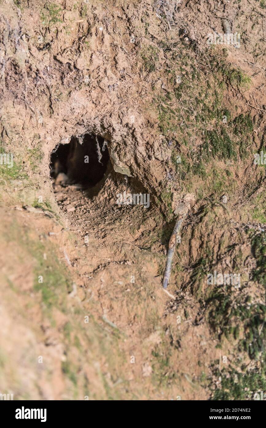 Hole In Hedge High Resolution Stock Photography and Images - Alamy