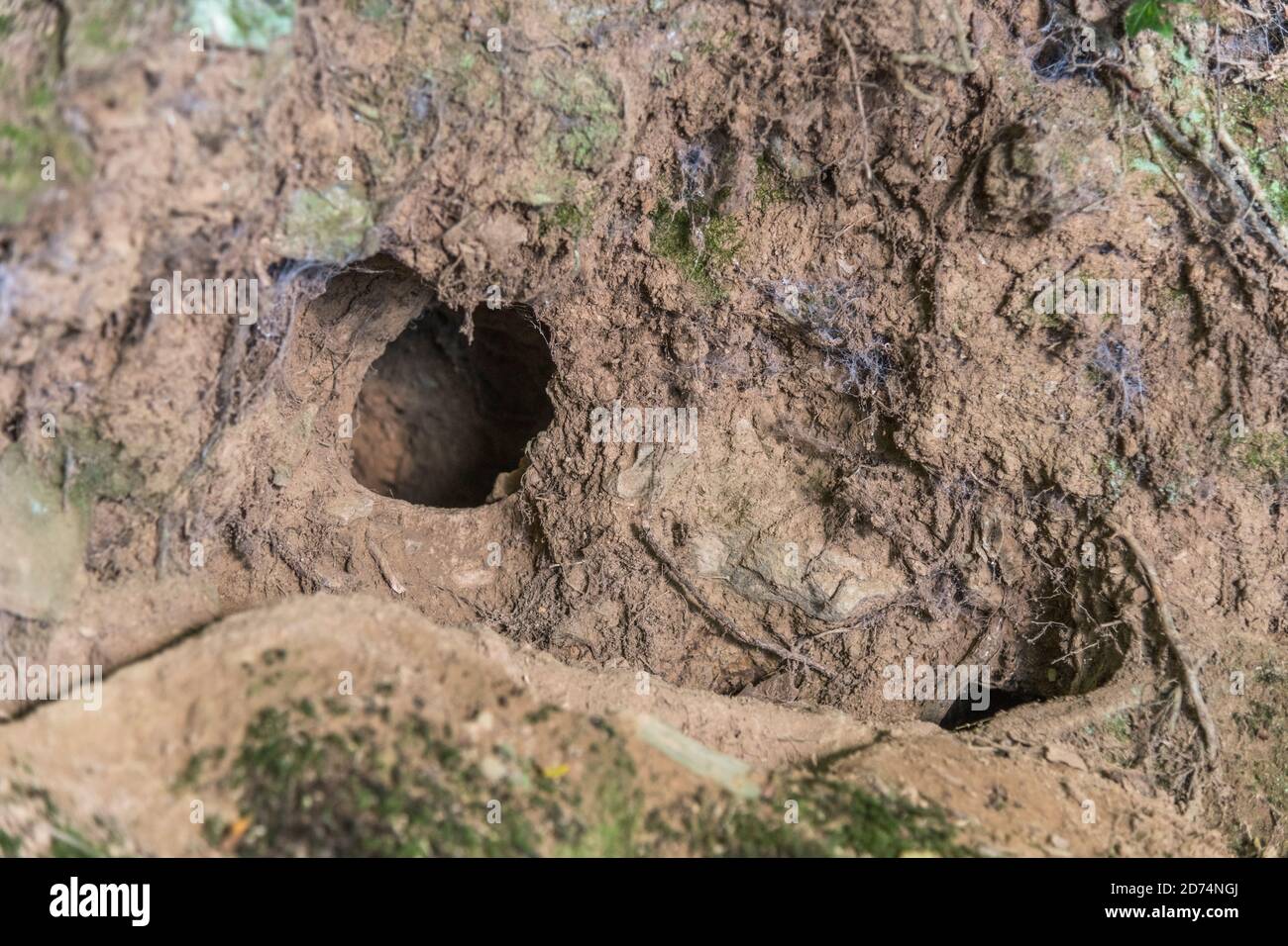 Hole in hedge hi-res stock photography and images - Alamy