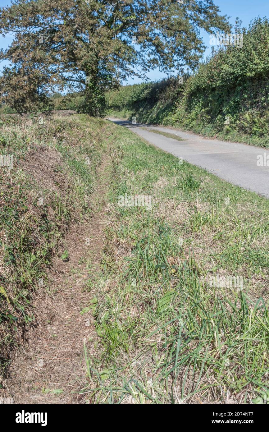 Rural UK lane in Cornwall, showing grass verge and recently cleared ...