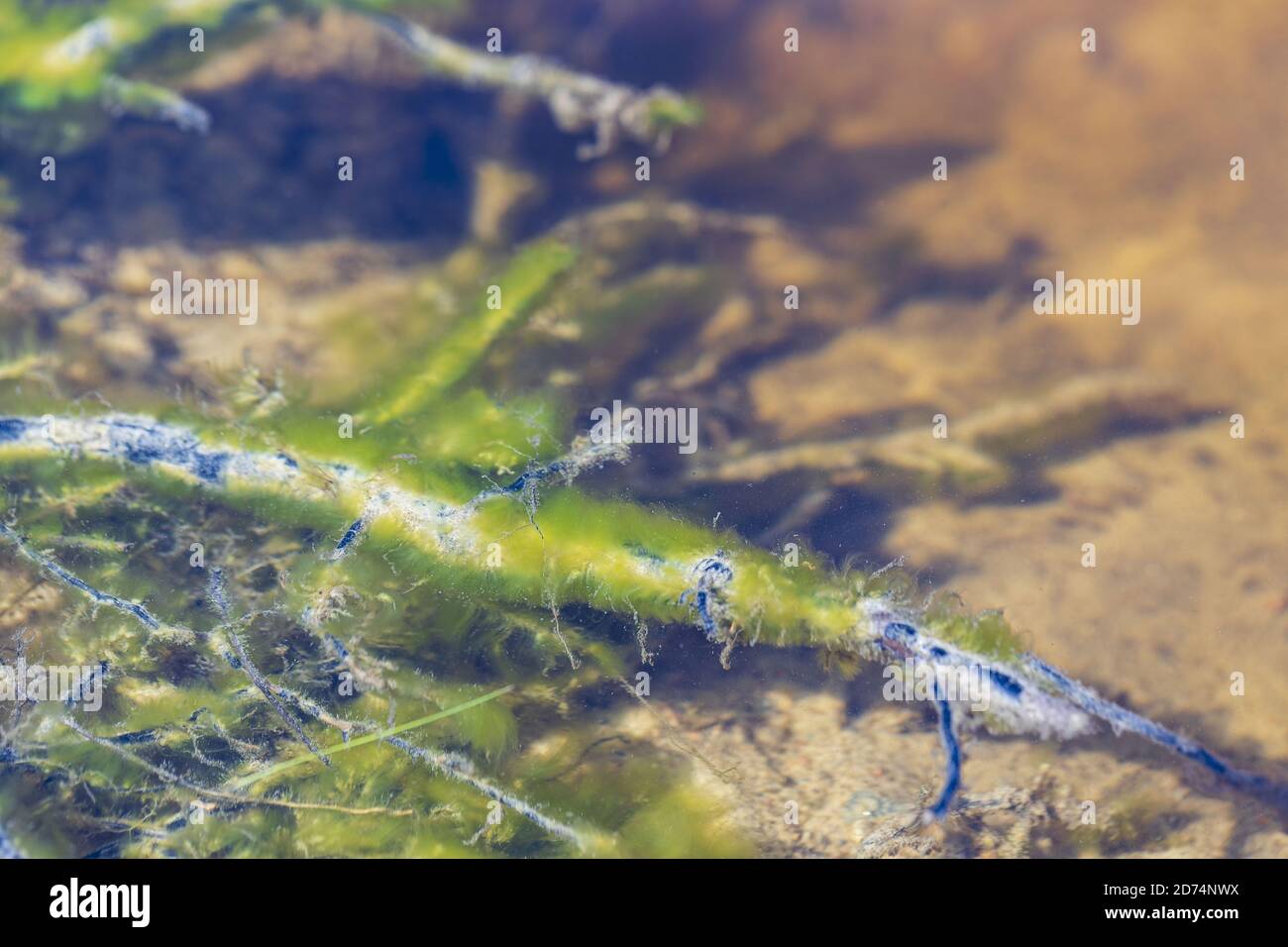 Close up view of muddy bottom of lake through turbid water Stock Photo ...