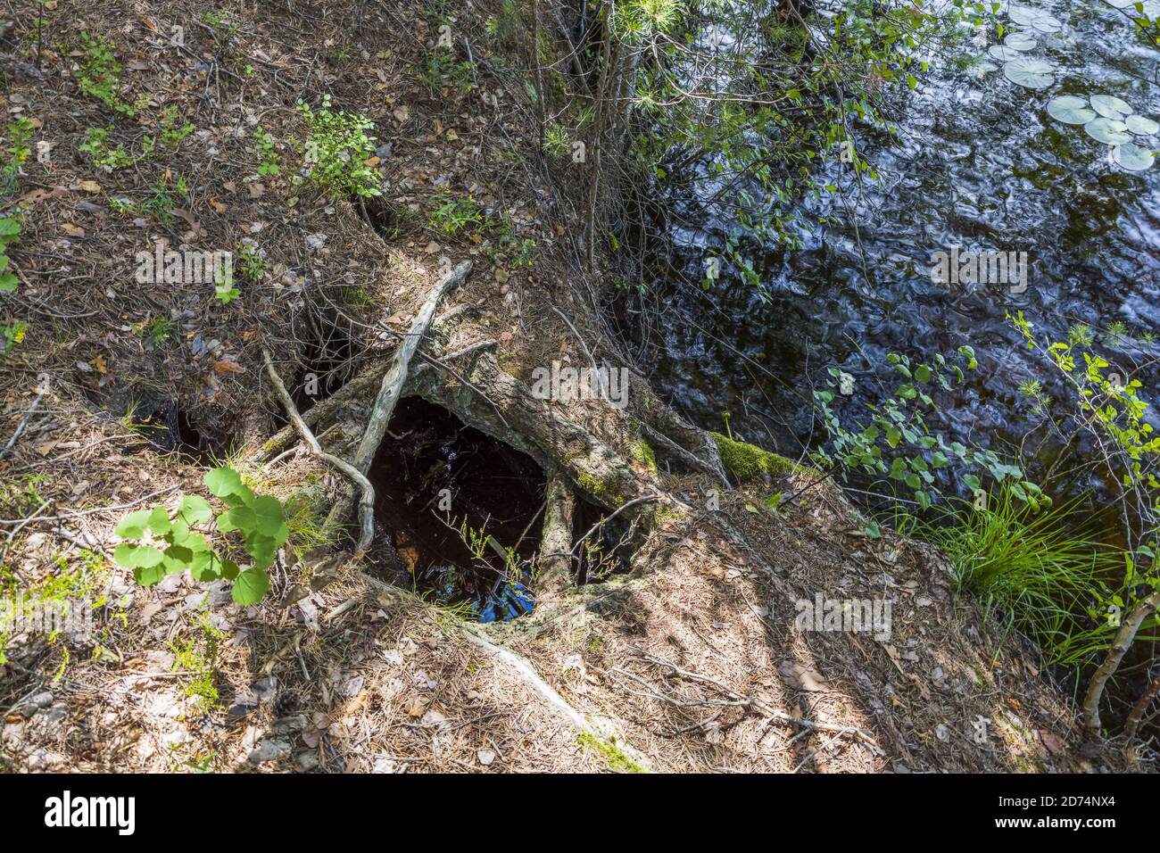 Beautiful coast line landscape view . Tree roots around groove leading ...