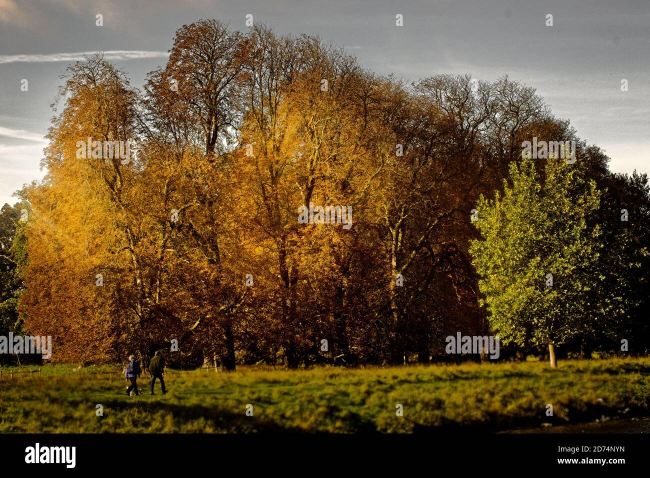 Autumnal trees in Holkham Hall grounds. Landscape format Stock Photo ...