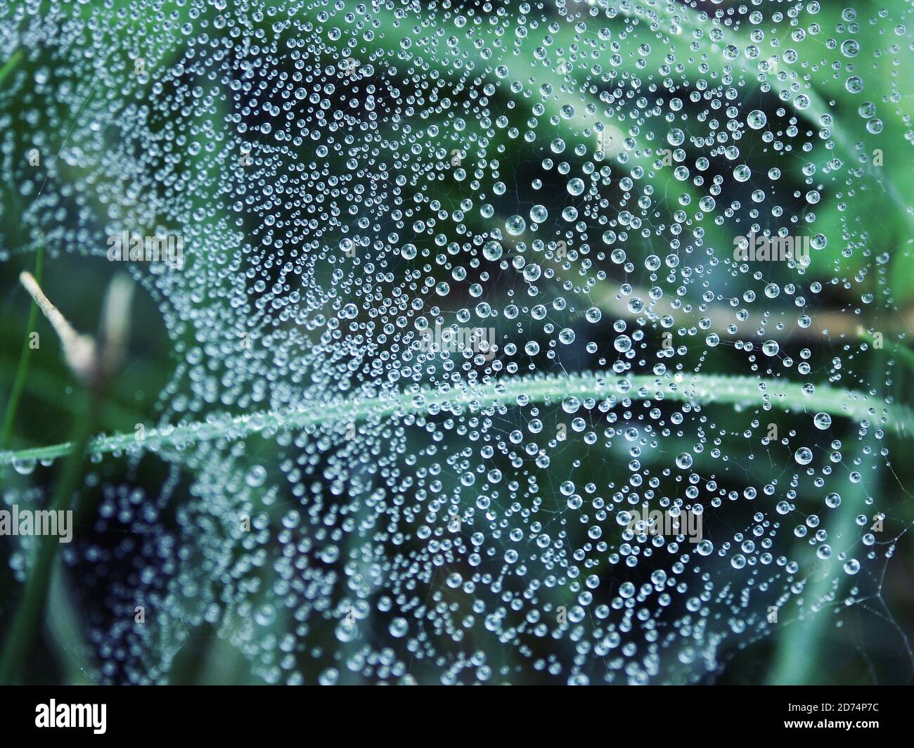 Raindrops on a spider web at the garden Stock Photo - Alamy