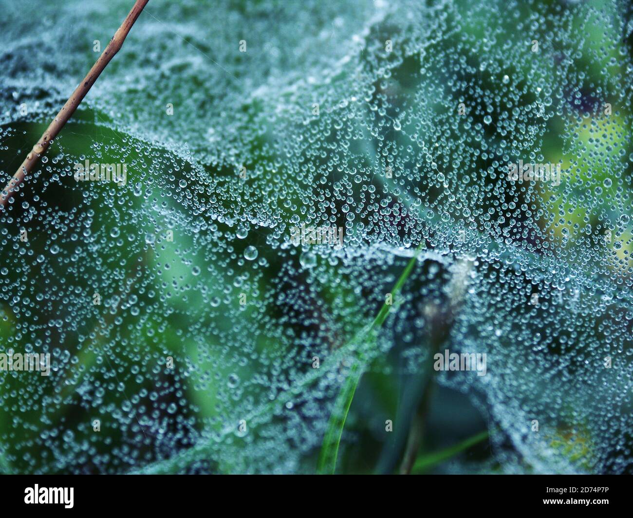 Raindrops on a spider web at the garden Stock Photo - Alamy