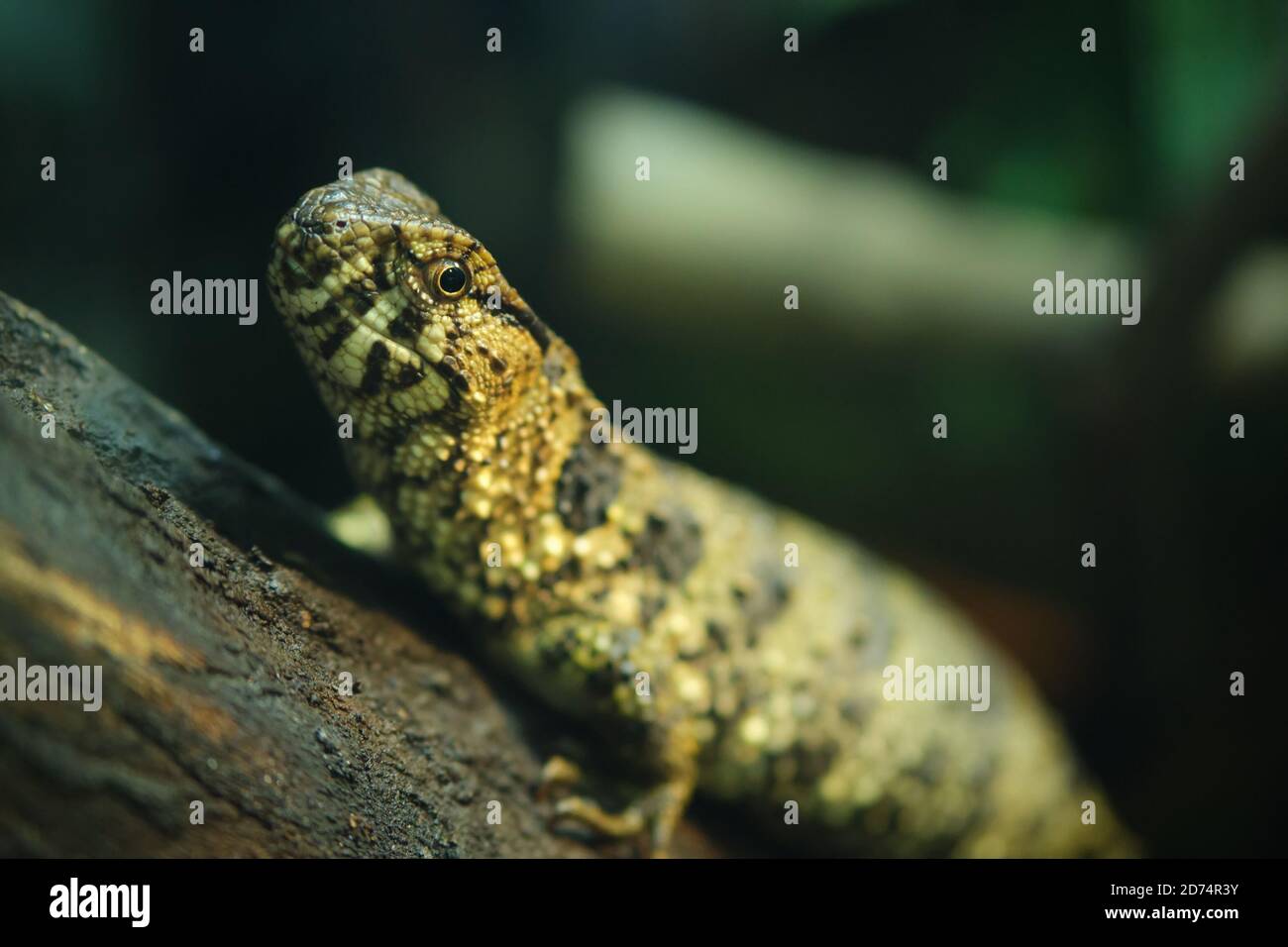 Close-up of a Chinese crocodile lizard (Shinisaurus crocodilurus Stock ...
