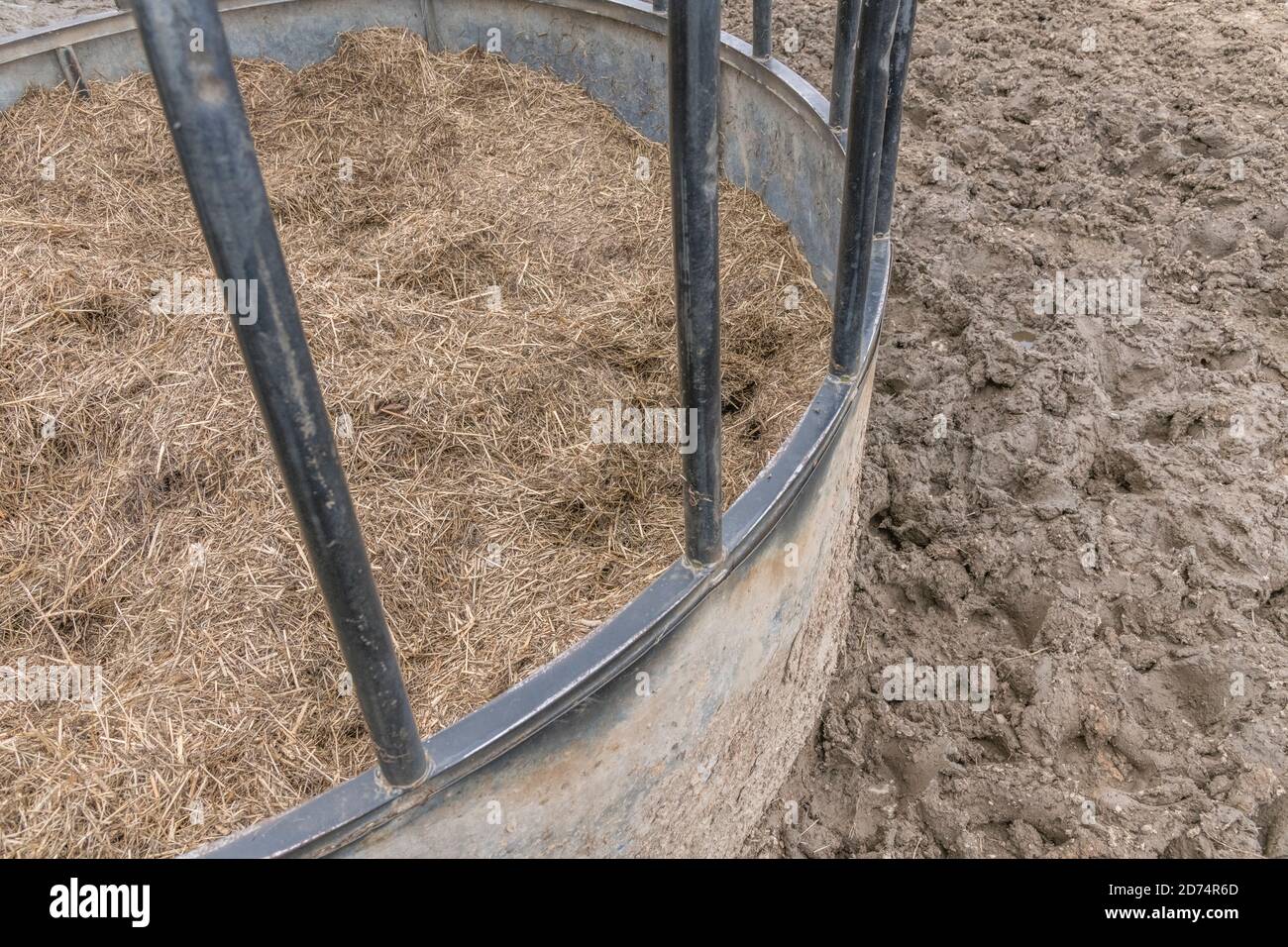 Circular cattle livestock feeder packed with haylage, & surrounded by ...